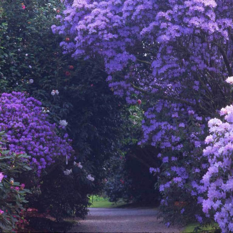 Trewithen - The Great Gardens of Cornwall