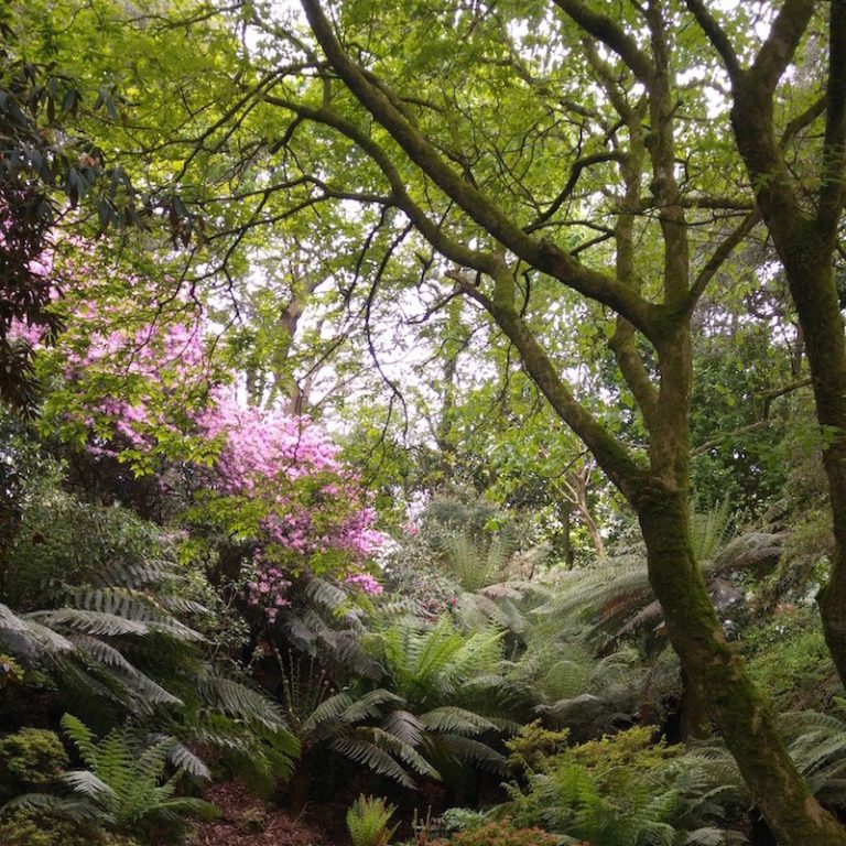 Trewithen - The Great Gardens of Cornwall