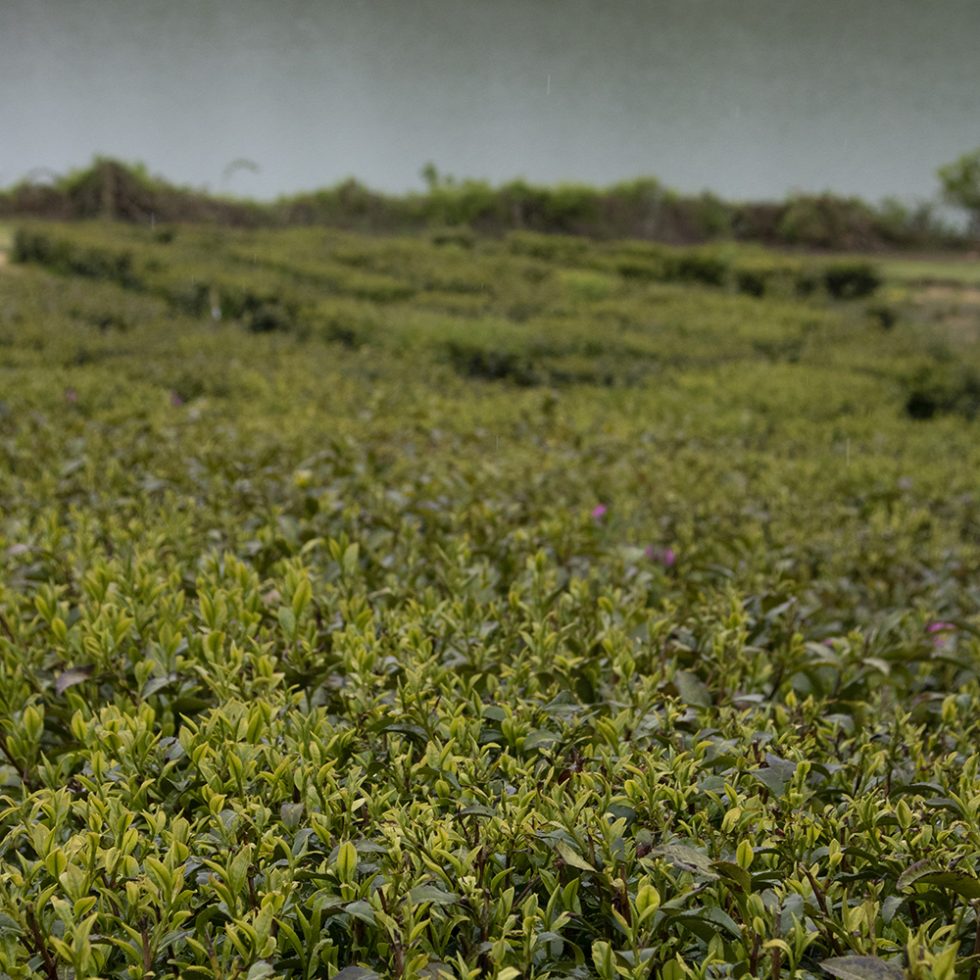 Tregothnan - The Great Gardens of Cornwall