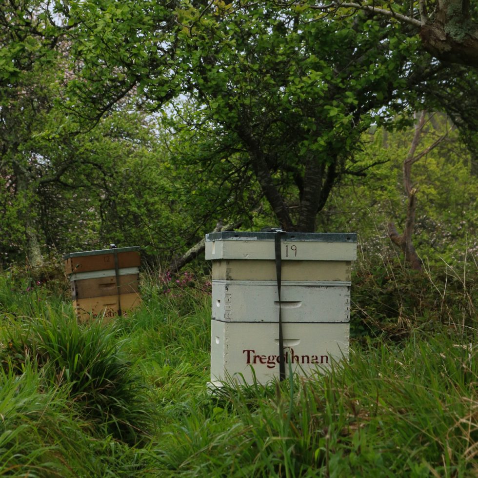Tregothnan - The Great Gardens of Cornwall