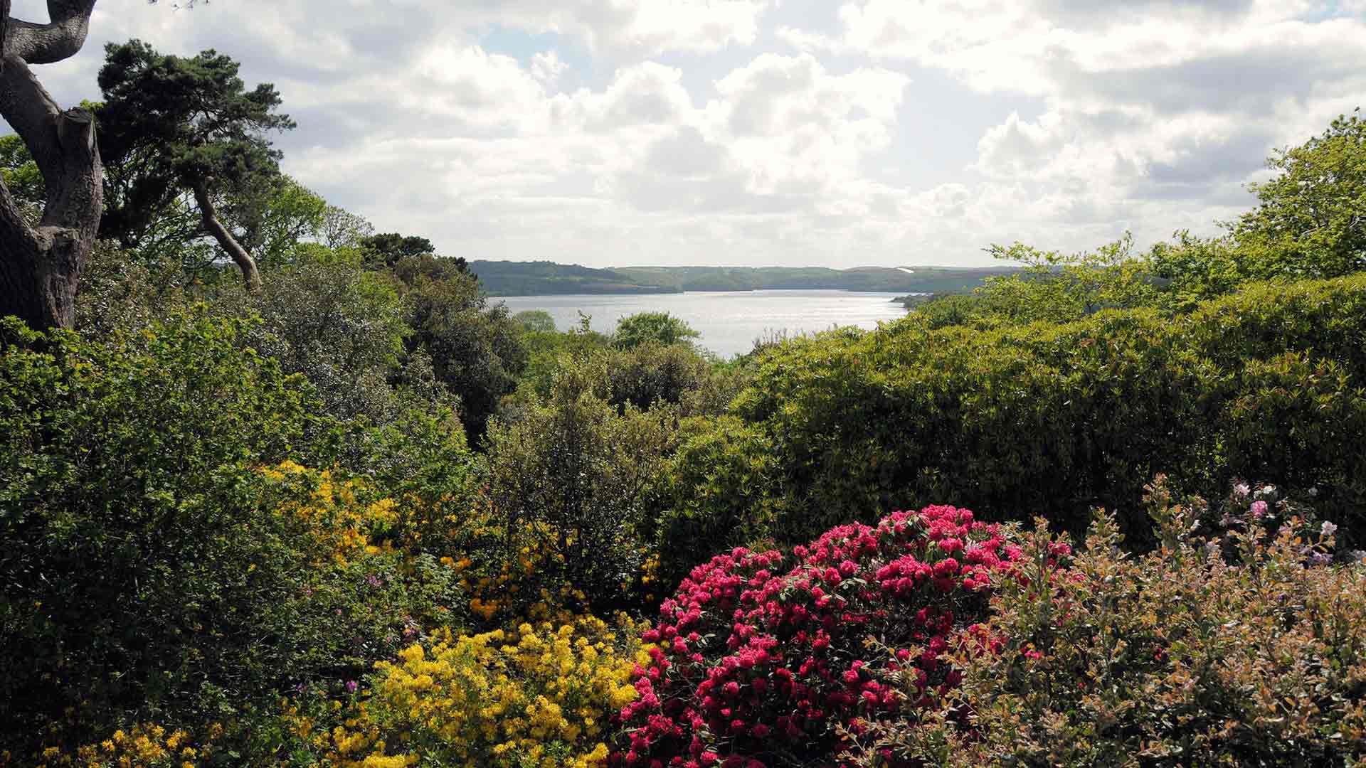 Antony Woodland Garden: A Story of Stunning Woodland, Glorious River ...