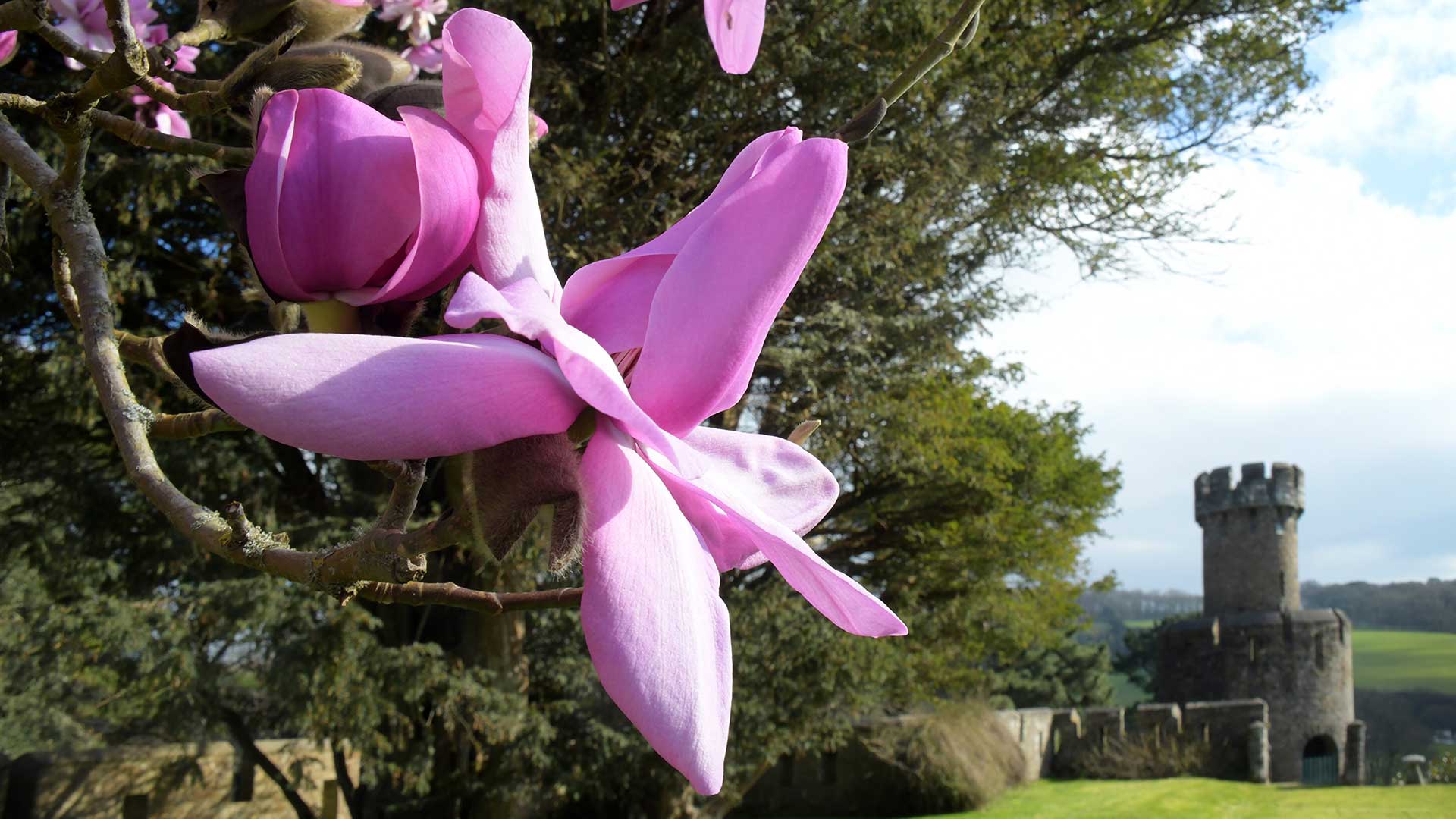 News & Events - The Great Gardens of Cornwall