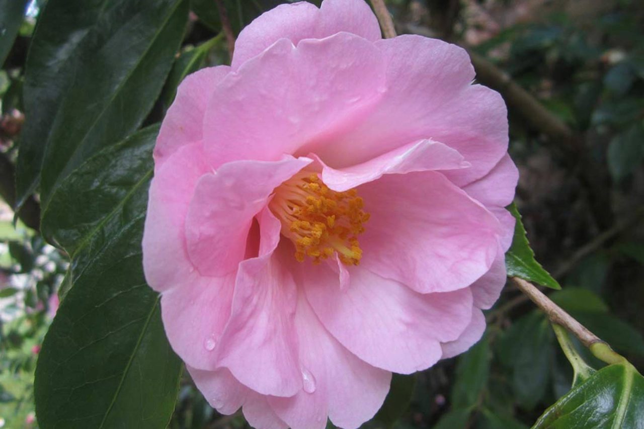 Caerhays Castle and Spring Gardens: A Story of Plant Hunting ...