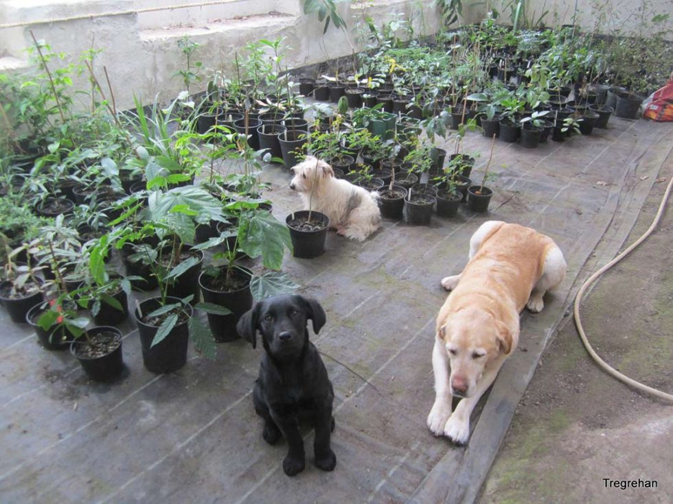 Tregrehan Garden: A Story of the Carlyon Family, a Spectacular ...